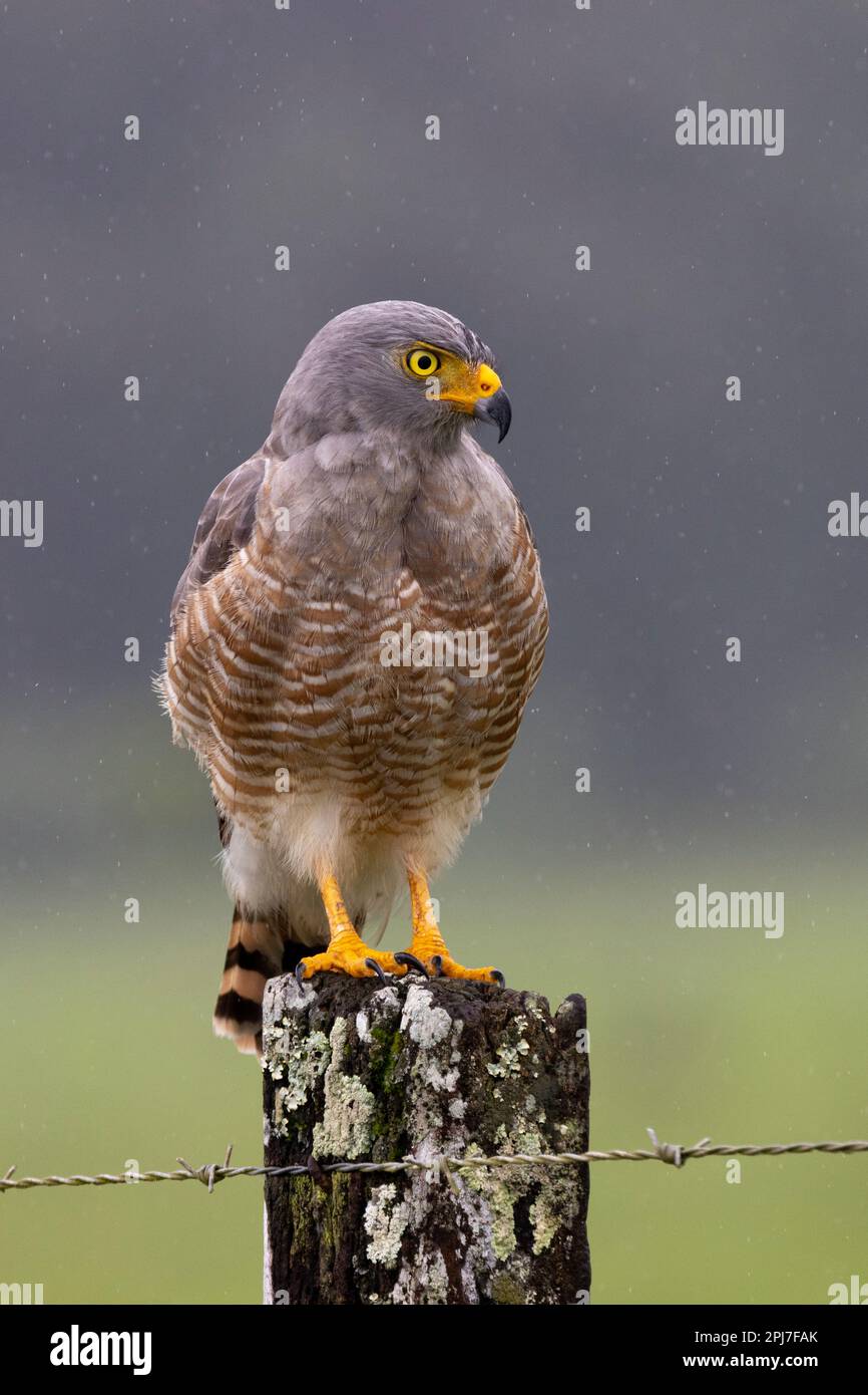 Roadside raptor hi-res stock photography and images - Alamy