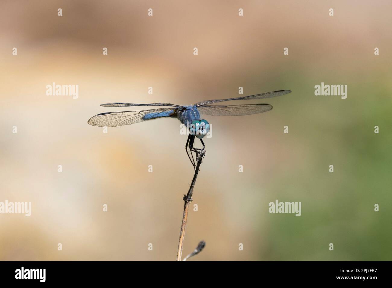 blue-eyed darner, Rhionaeschna multicolor Stock Photo - Alamy