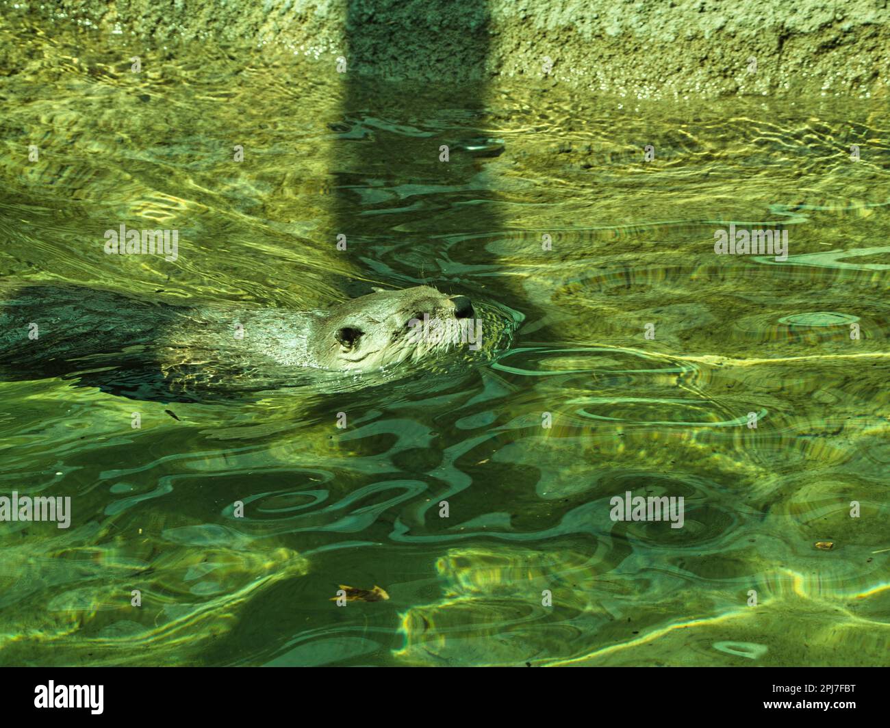 North American River Otter taking a swim at the Topeka Zoo. These funny ...