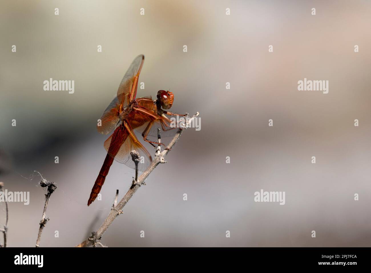 flame skimmer dragonfly, Libellula saturata Stock Photo - Alamy