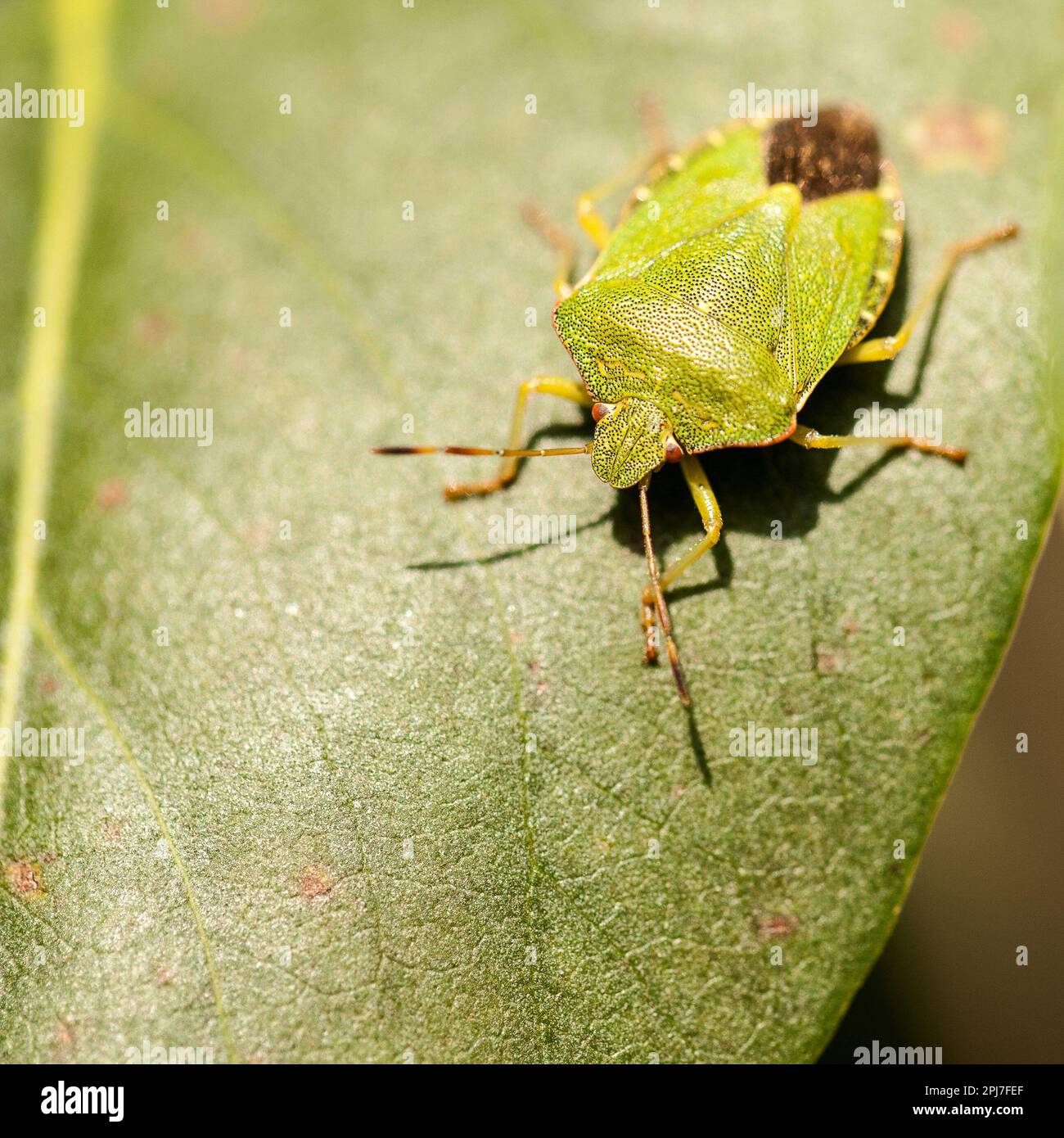 A green shield bug sits on a green arching leaf Stock Photo - Alamy