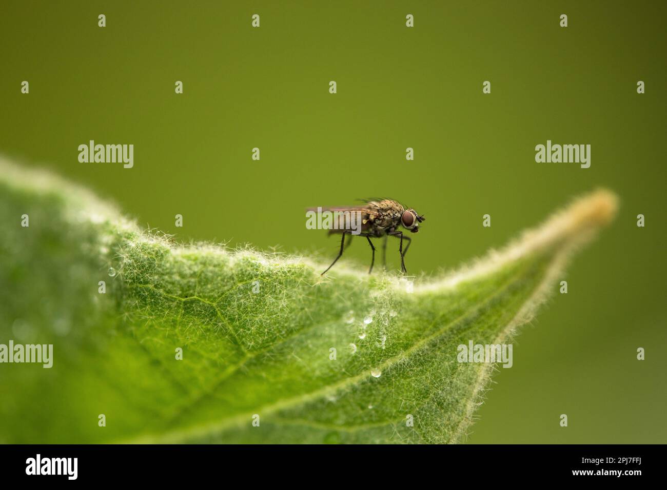 A fly makes a tightrope walk on the edge of a leaf Stock Photo - Alamy