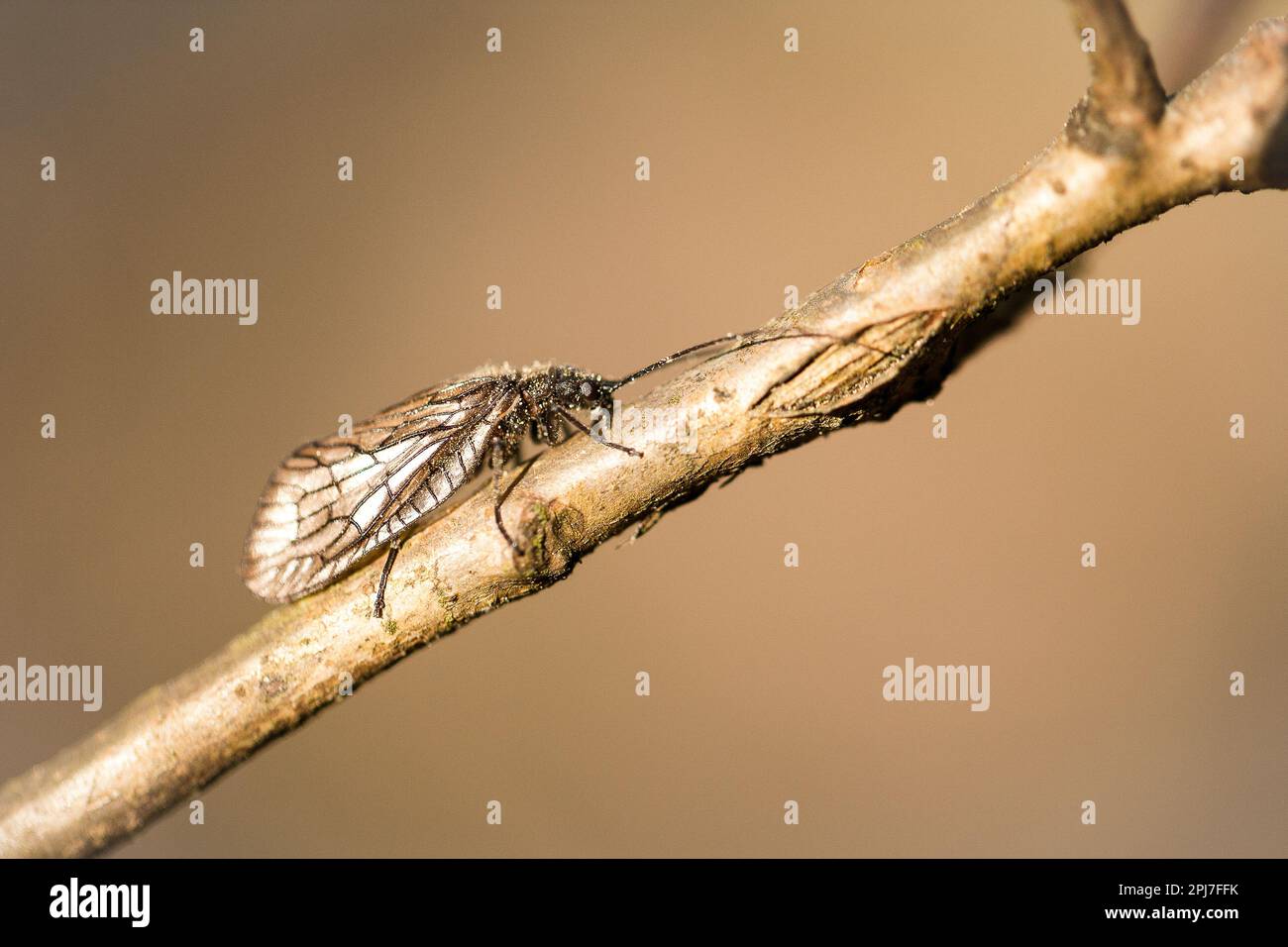 A caddis fly is powdered with pollen dust and nestles on a brown branch ...