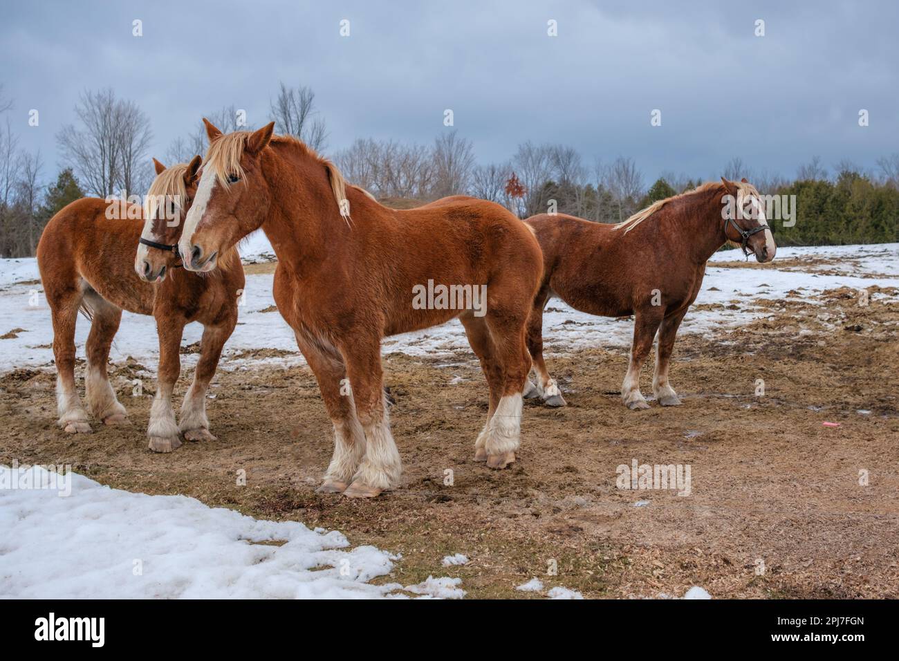 Belgian draught horse hi-res stock photography and images - Alamy