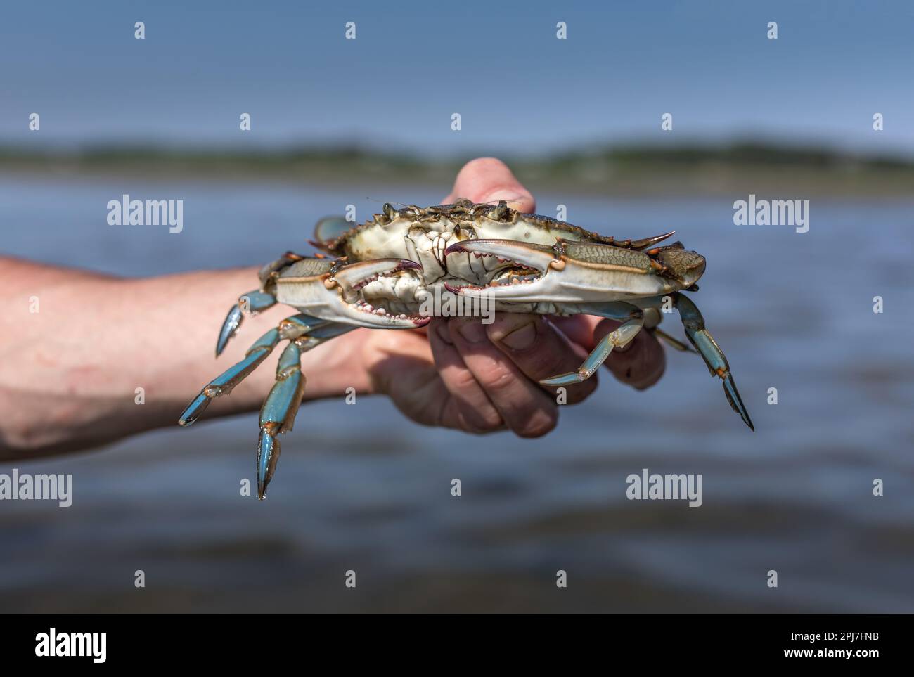 Cape cod crab hi-res stock photography and images - Alamy