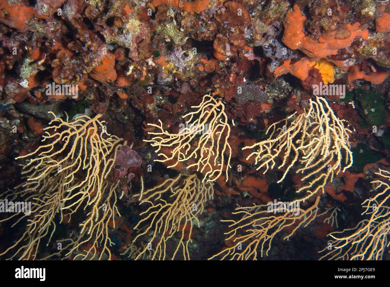 Gorgonia (Eunicella cavolini). Capèo Caccia, Alghero. Sardegna. Italia ...