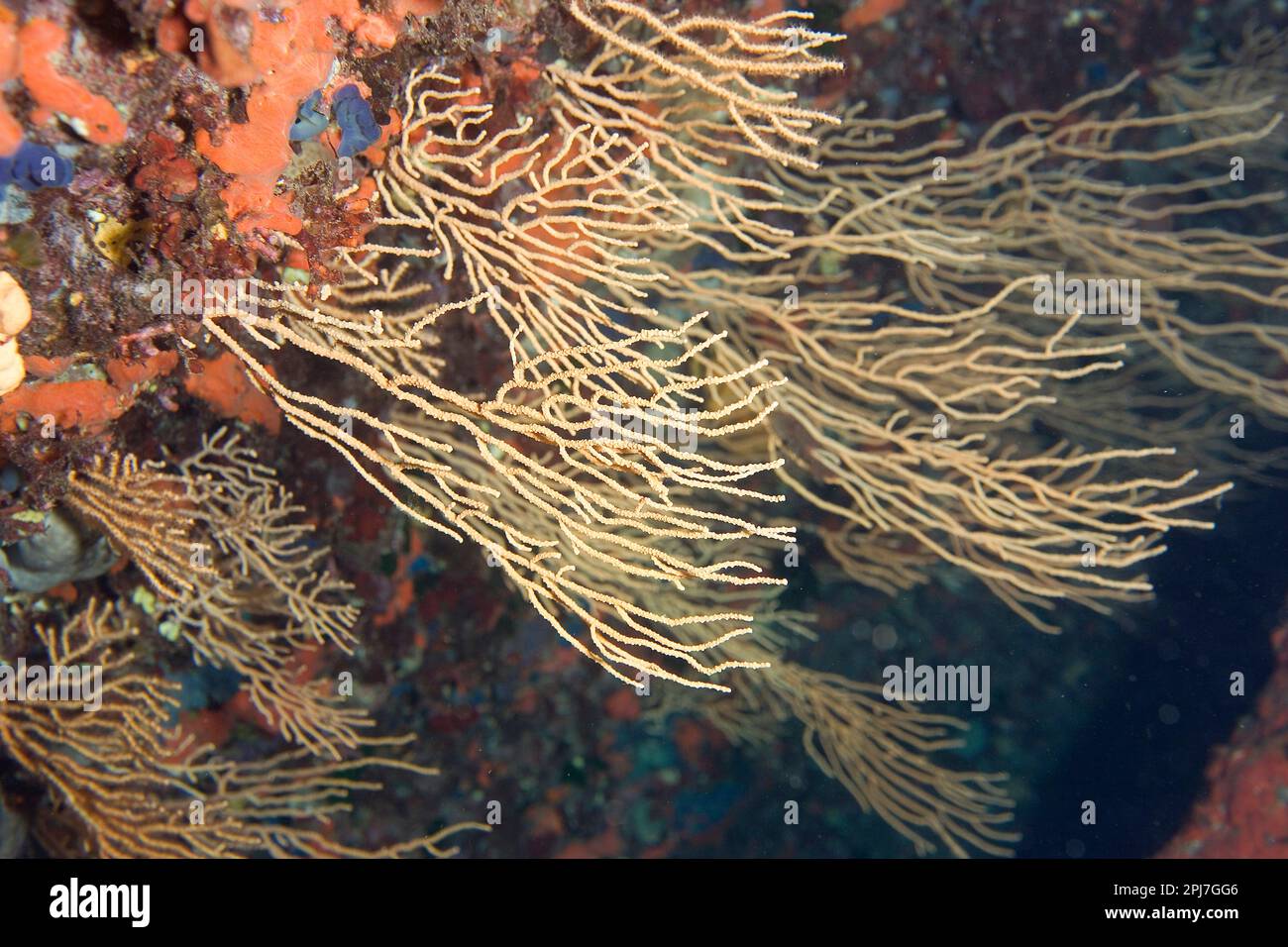 Gorgonia (Eunicella cavolini). Capèo Caccia, Alghero. Sardegna. Italia ...
