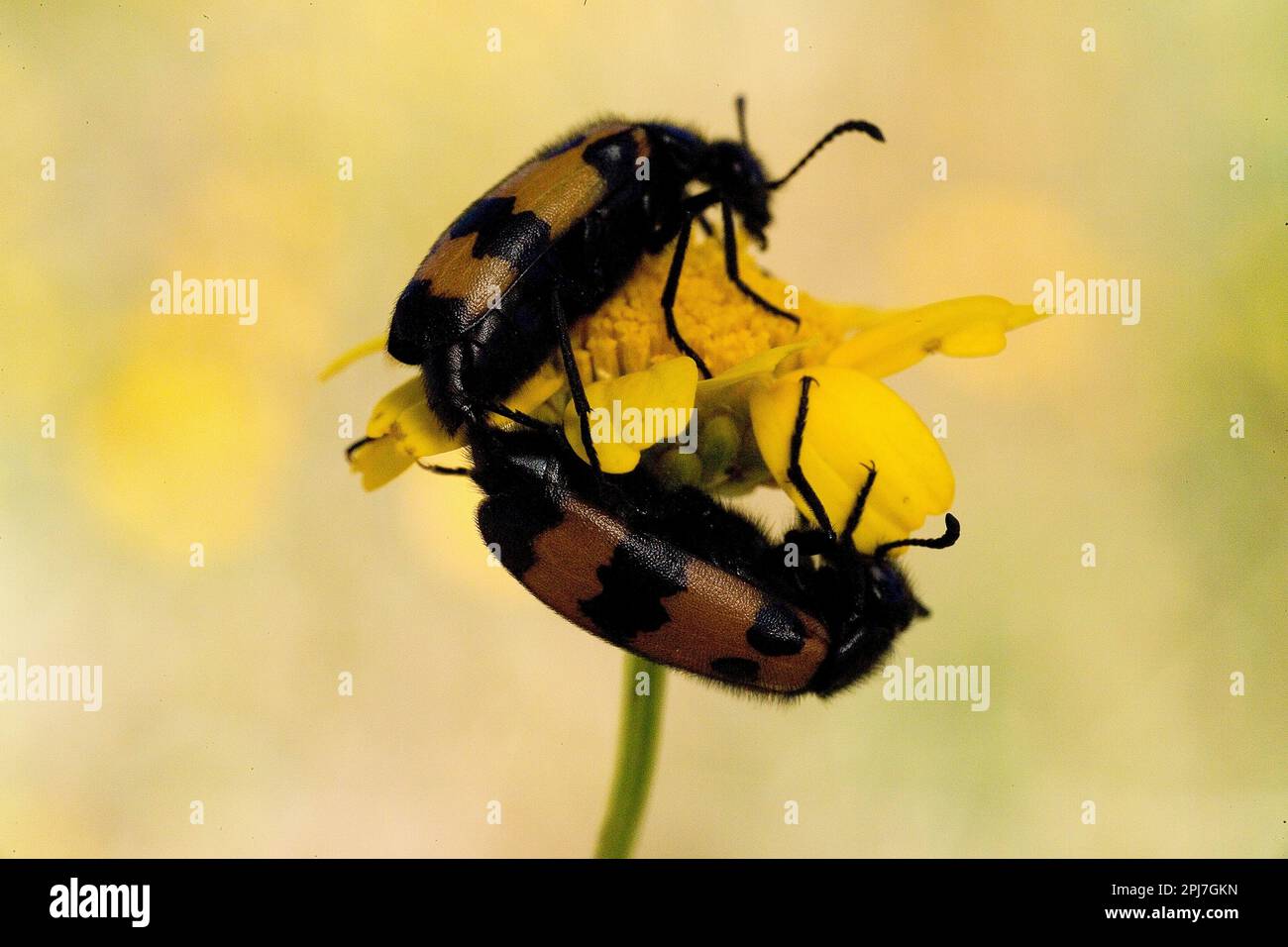 Macro mylabris variabilis beetle hi-res stock photography and images ...