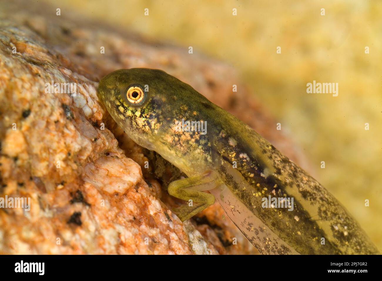 girino di Hyla arborea. Monte Limbara, Tempio, OT, Sardegna, Italia ...