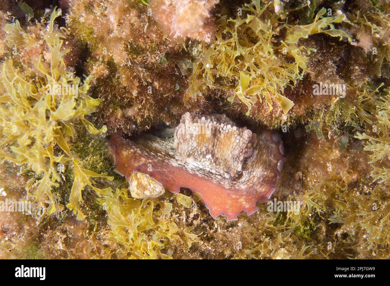 Devilfish (Octopus vulgaris). Polpo nella tana. Sardegna. Italia Stock ...