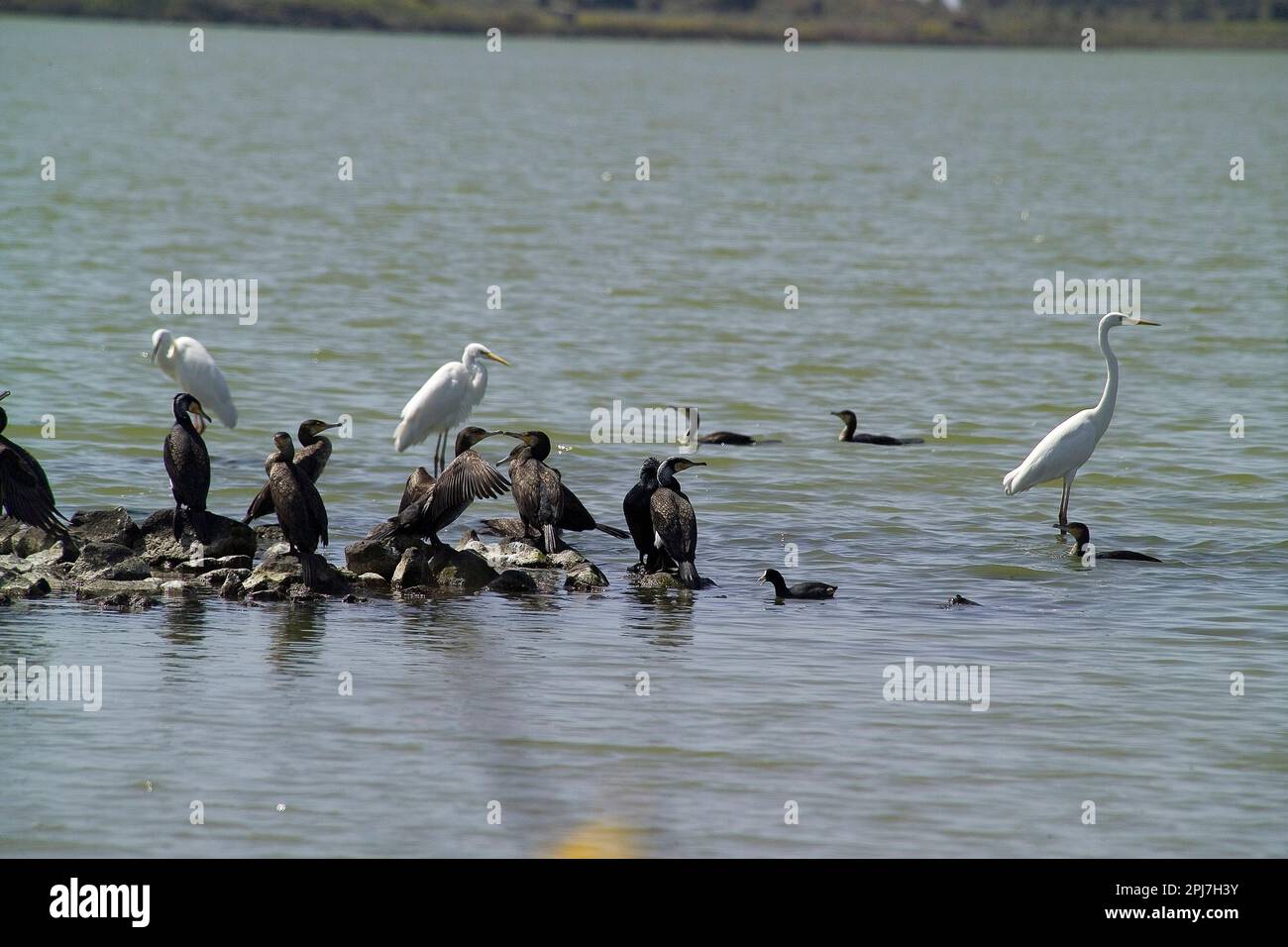 Cormorani, Aironi e gabbiani, stagno di Cabras, Cabras, OR, Sardegna ...