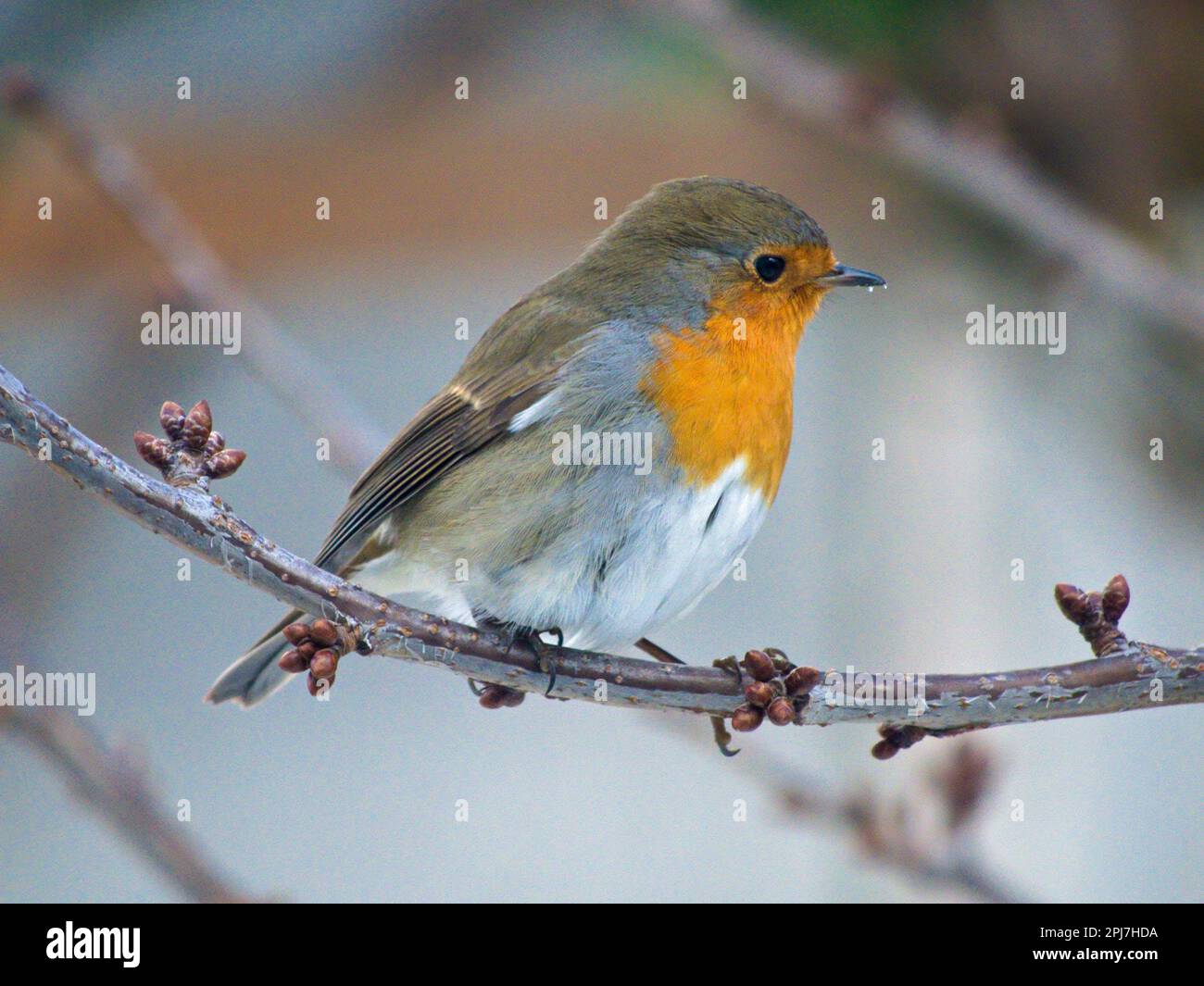 Robin singing snow hi-res stock photography and images - Alamy