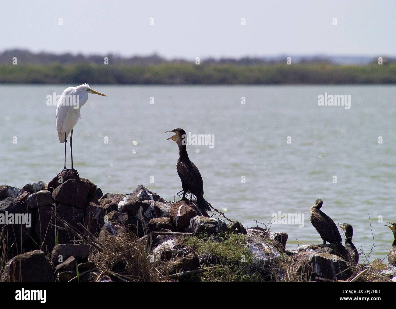 Cormorani, Aironi e gabbiani, stagno di Cabras, Cabras, OR, Sardegna ...