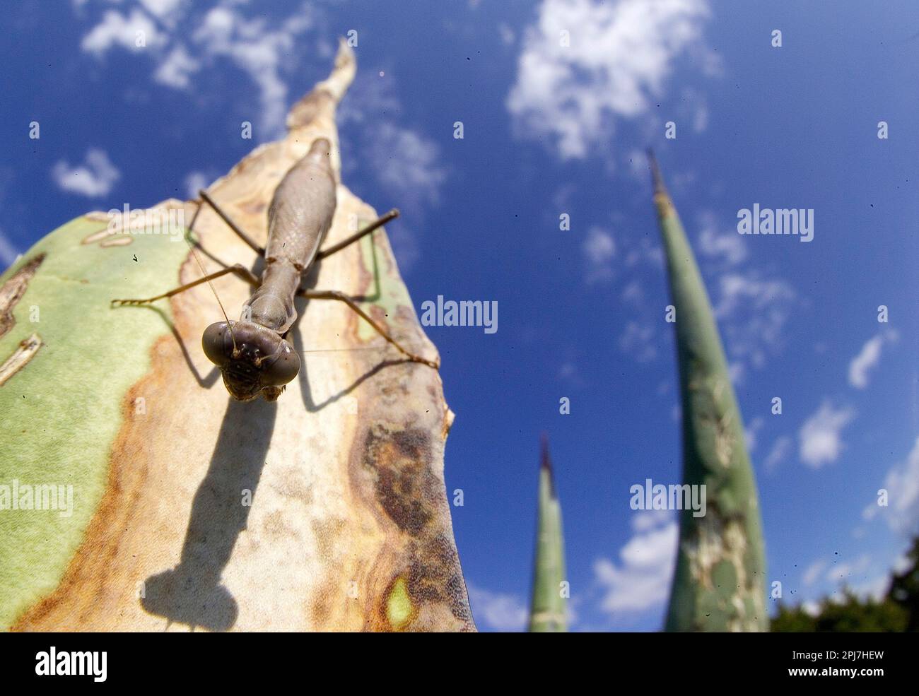 Mantide religiosa, Mantis religiosa, Alghero, Sardegna, Italia Praying ...