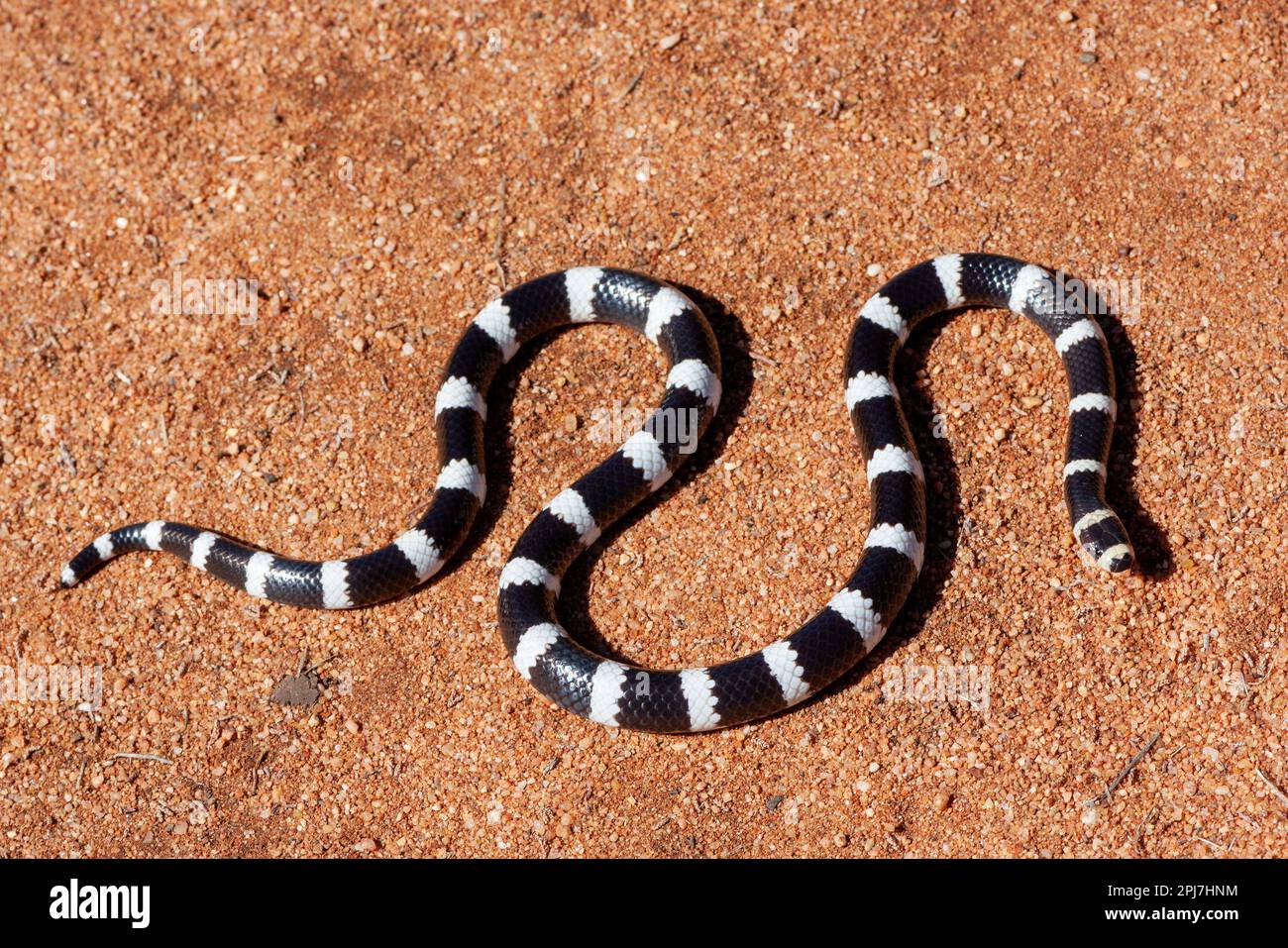 Australian Bandy Bandy snake on red soil Stock Photo - Alamy