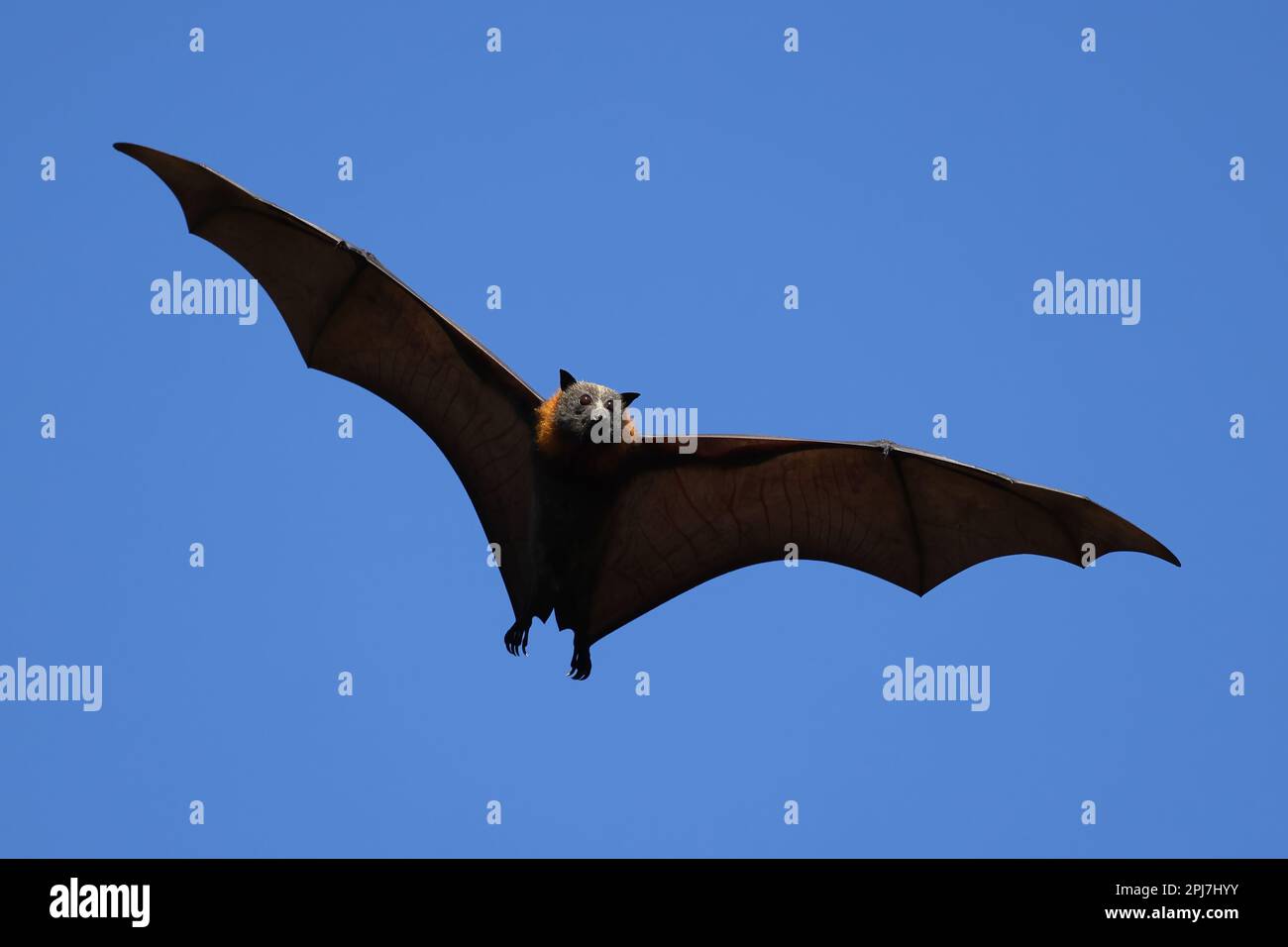 Australian Grey-headed Flying Fox in flight Stock Photo - Alamy