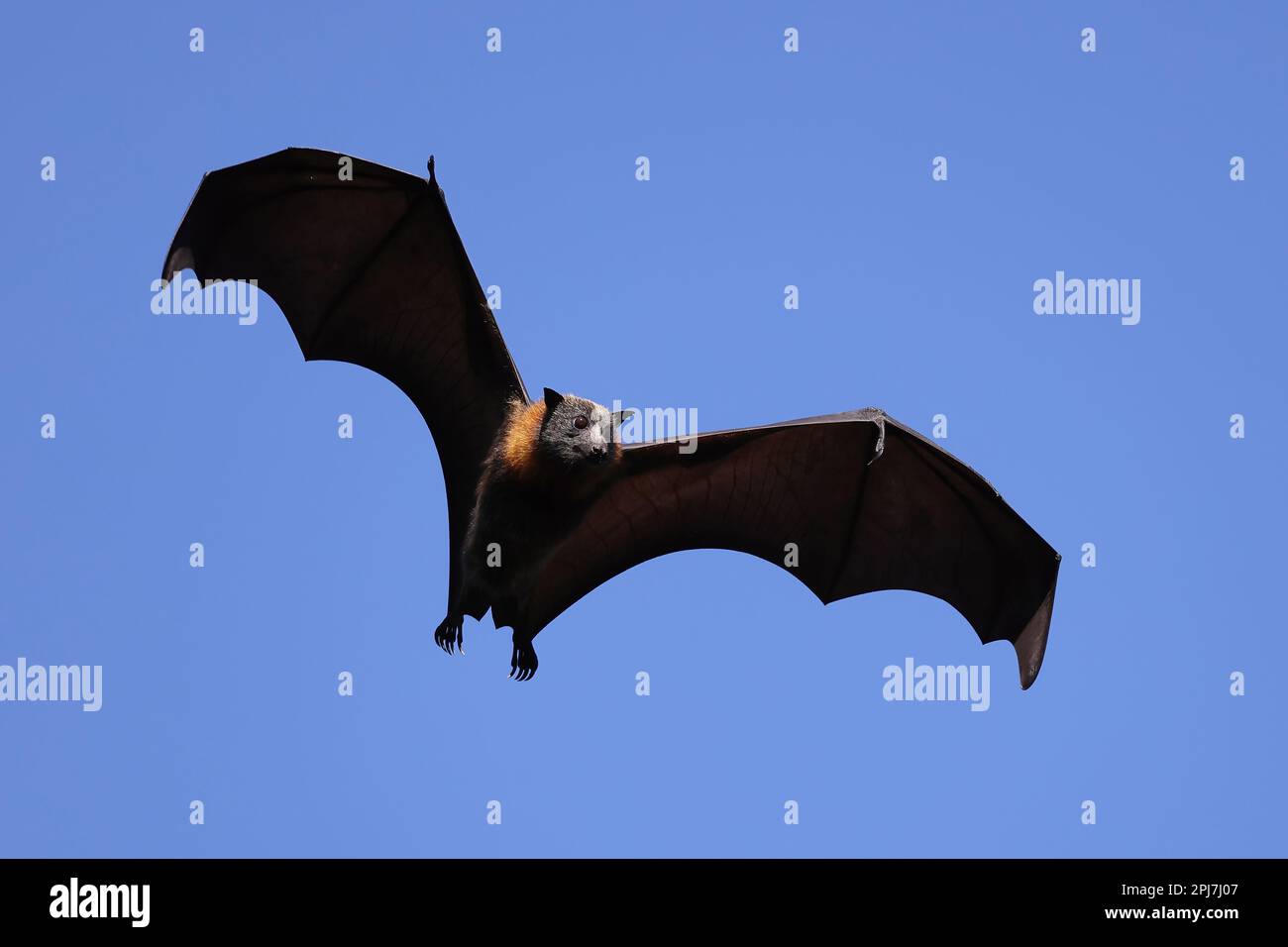 Australian Grey-headed Flying Fox in flight Stock Photo - Alamy