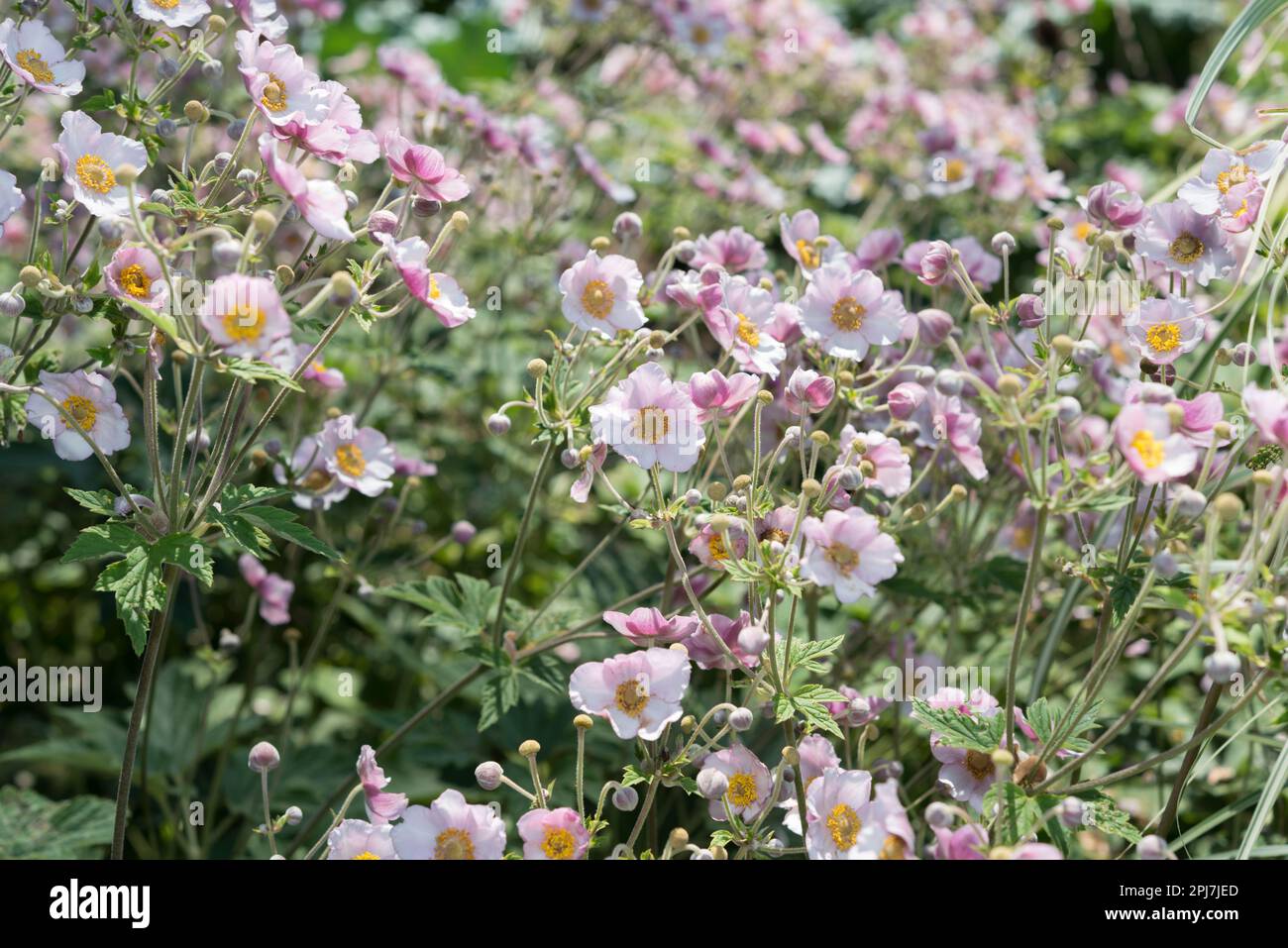 pink anemone flowers in bloom at a garden park Stock Photo - Alamy