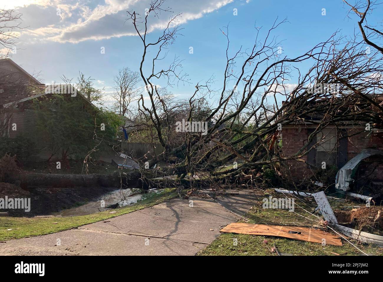 Trees are down after a tornado swept through Little Rock, Ark., Friday ...