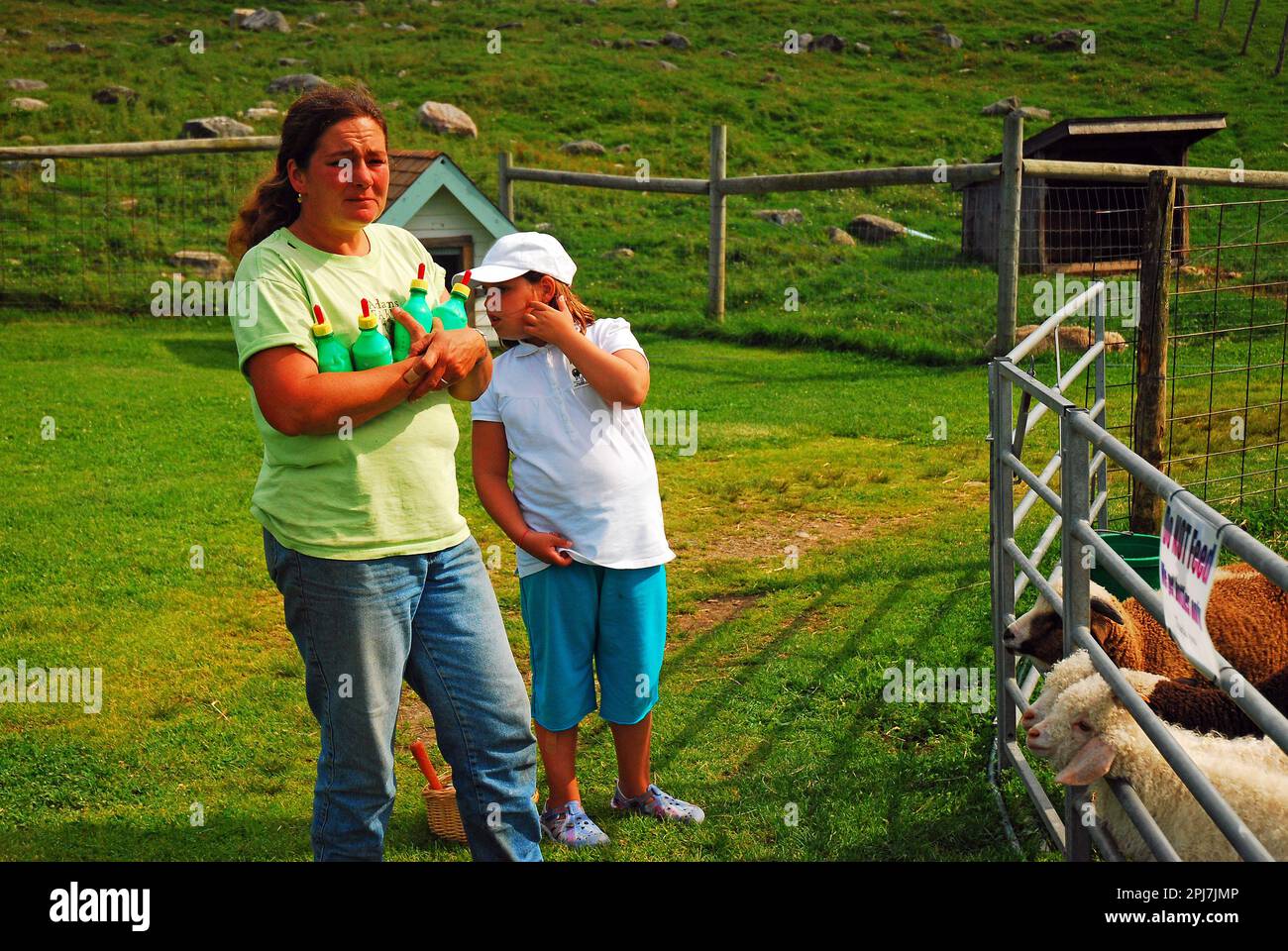 A farm helper and a young girl prepare to feed the sheep at a ranch in ...