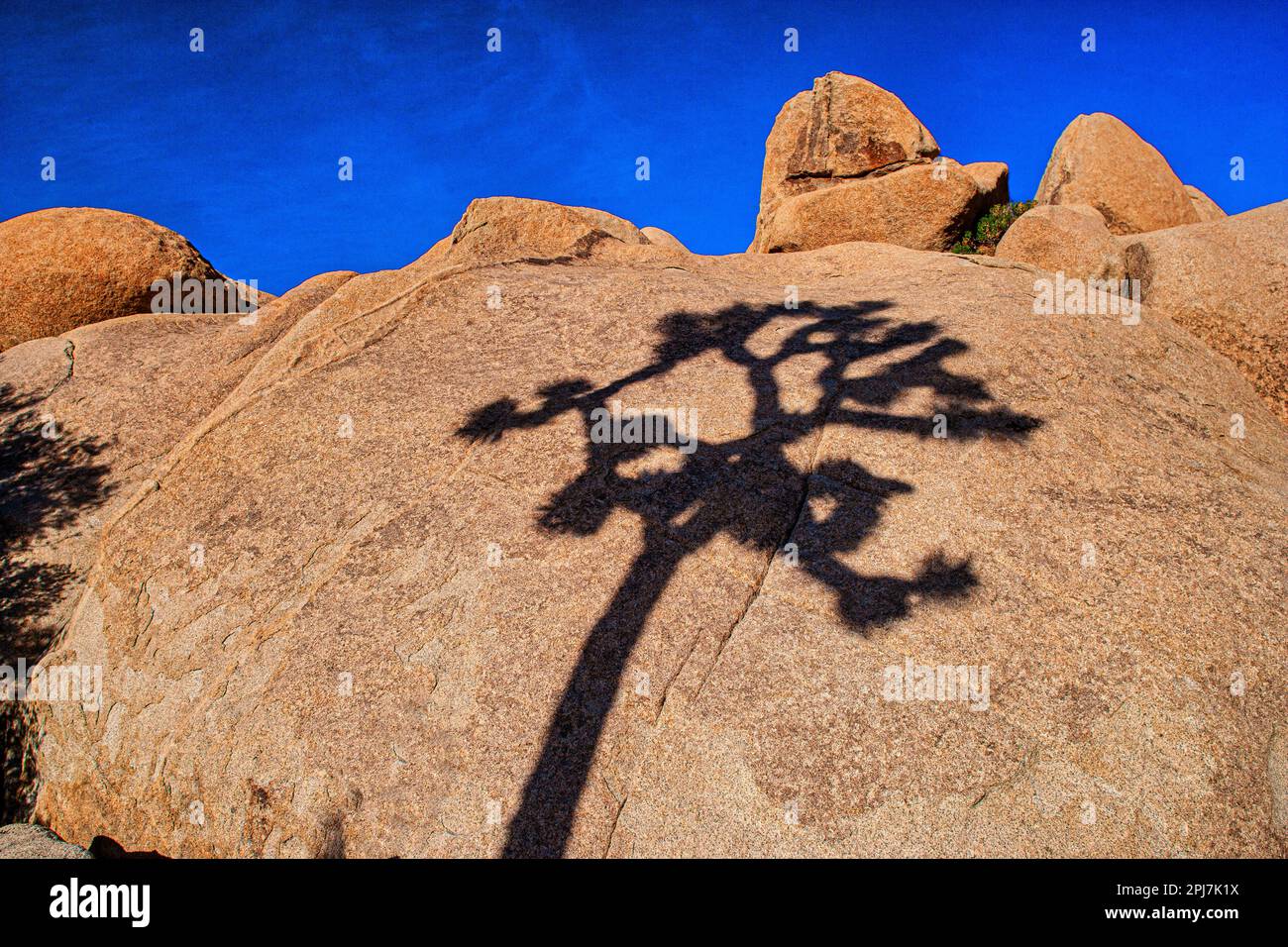 The shadow of a loan Joshua tree falls on the spectacular rock ...