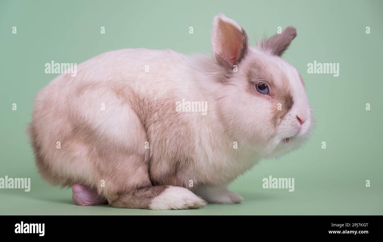 Portrait of a gray and white fox dwarf rabbit with large testicles ...