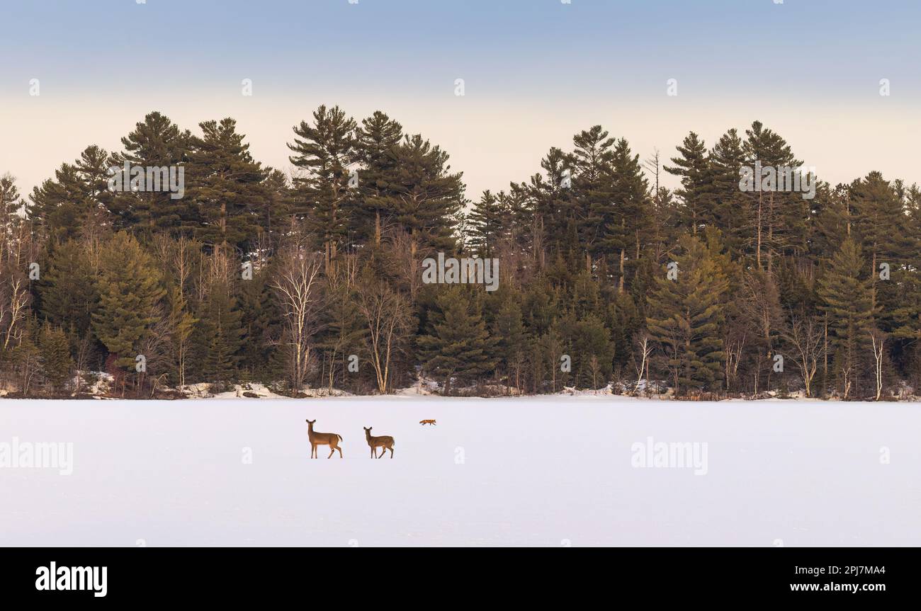 A white-tailed doe and her fawn watch a red fox running across a frozen ...