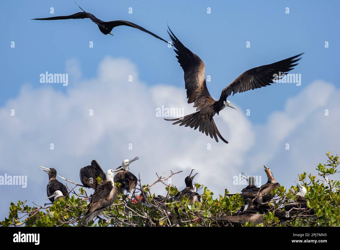 Magnificent Frigate Birds and Boobies in Belize Stock Photo - Alamy
