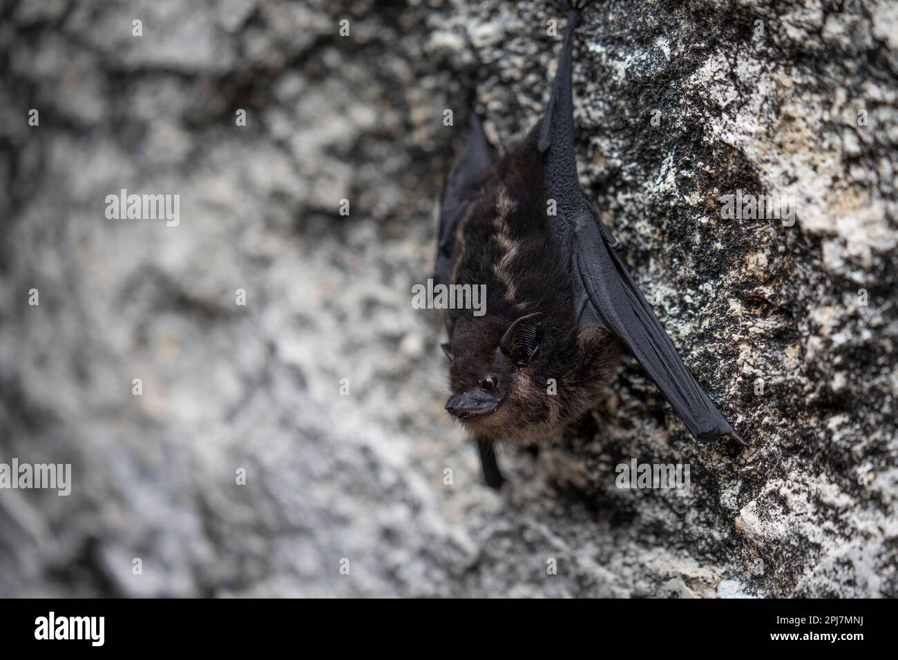 White-Lined Bat, Belize Stock Photo - Alamy