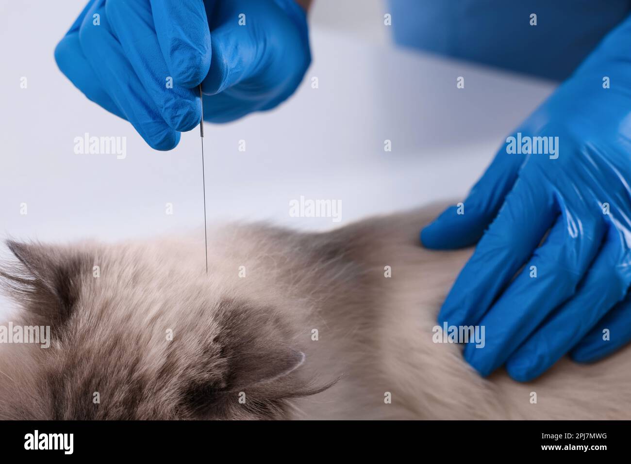 Veterinary holding acupuncture needle near cat's head, closeup. Animal ...