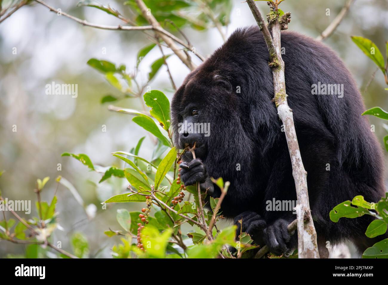 Yucatan Black Howler Monkey, Alouatta pigra Stock Photo - Alamy