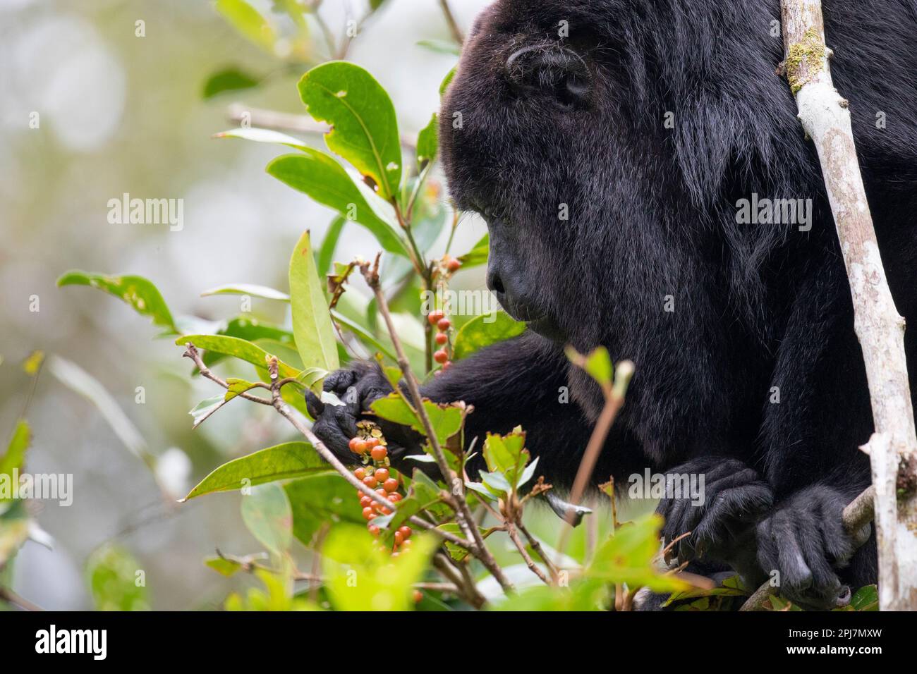 Yucatan black howler monkey hi-res stock photography and images - Alamy