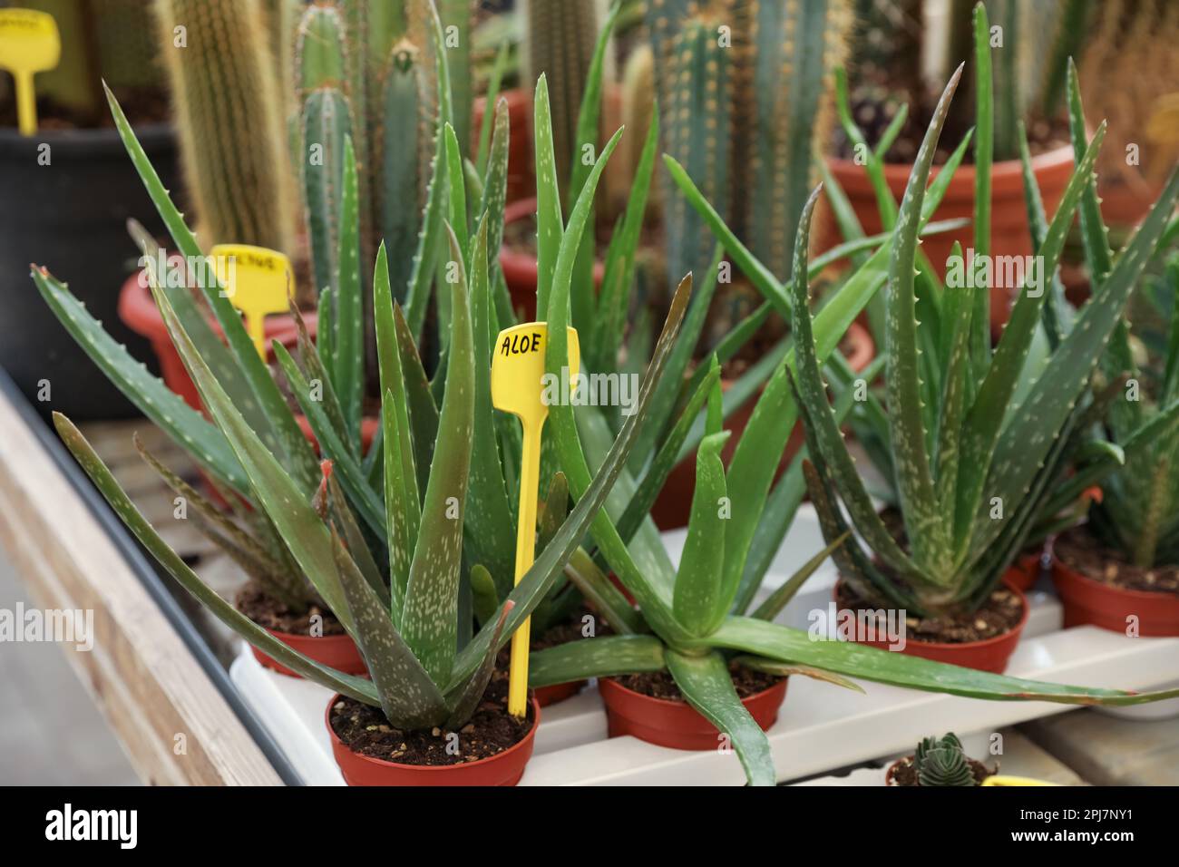 Group aloe plants on hi-res stock photography and images - Alamy