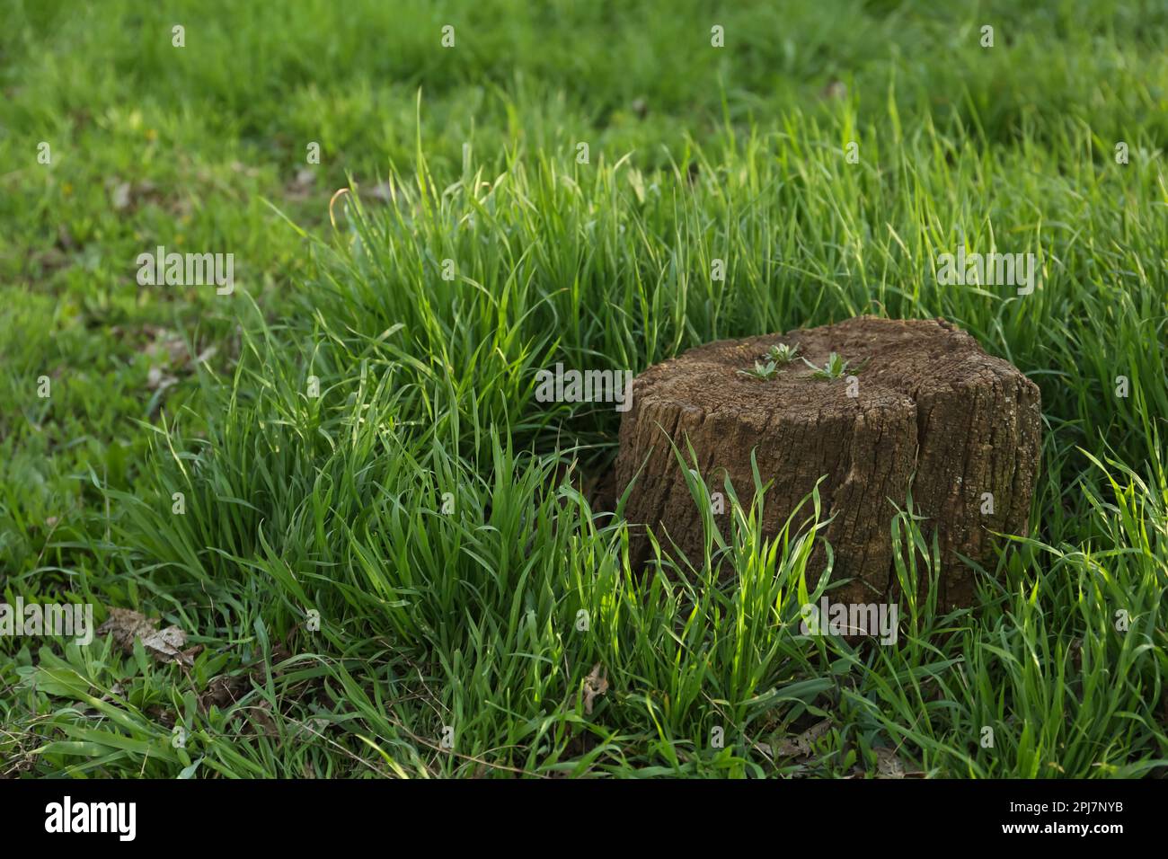 Beautiful view of lawn with tree stump and green grass Stock Photo - Alamy