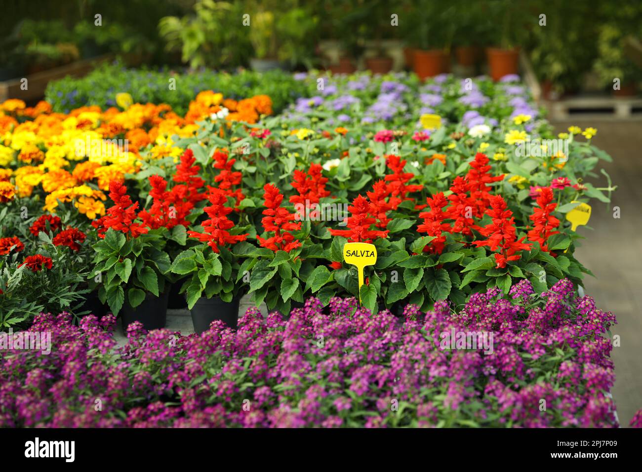 Many blooming plants in greenhouse hi-res stock photography and images ...