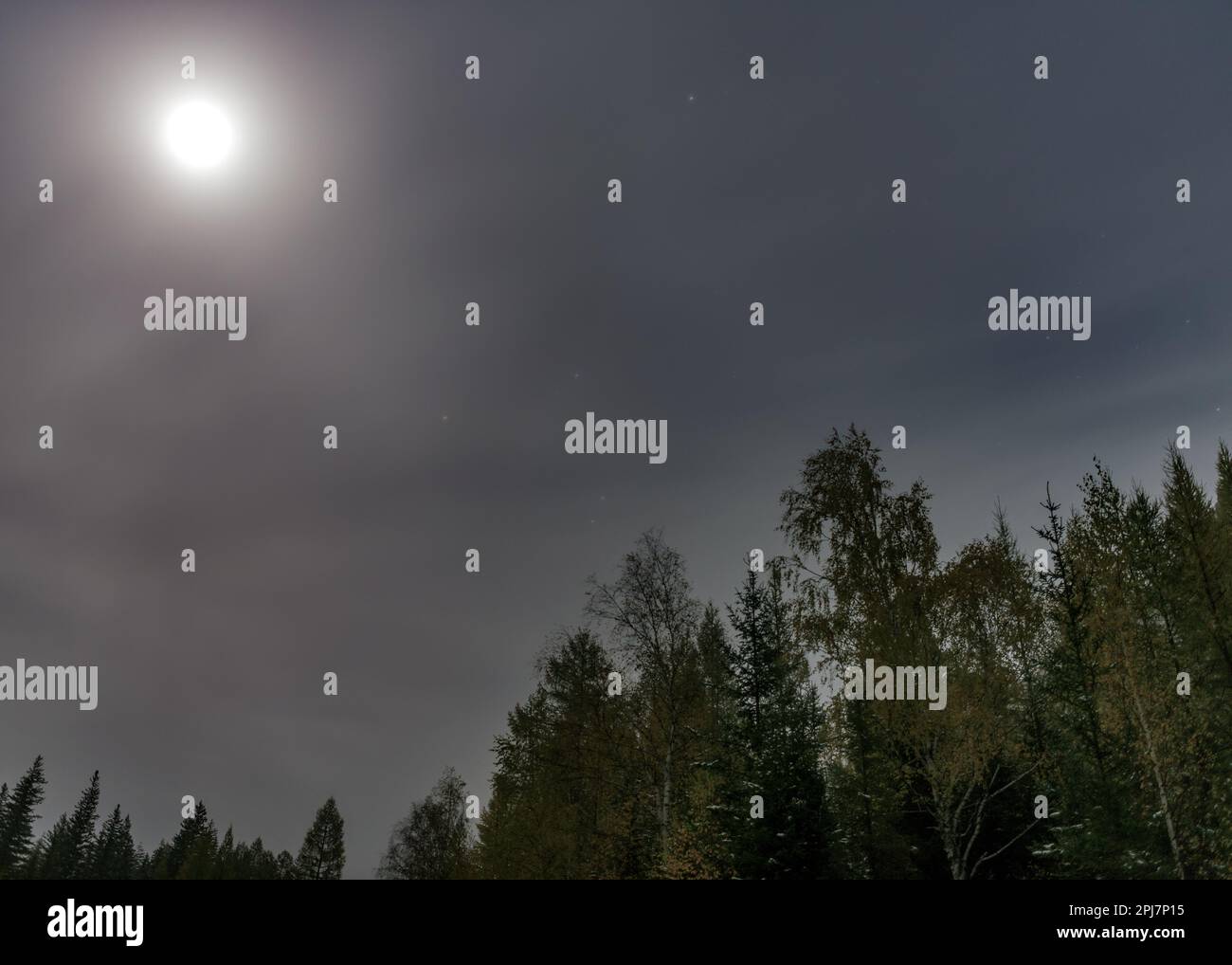 The moon through the clouds and fog illuminates the treetops of the ...