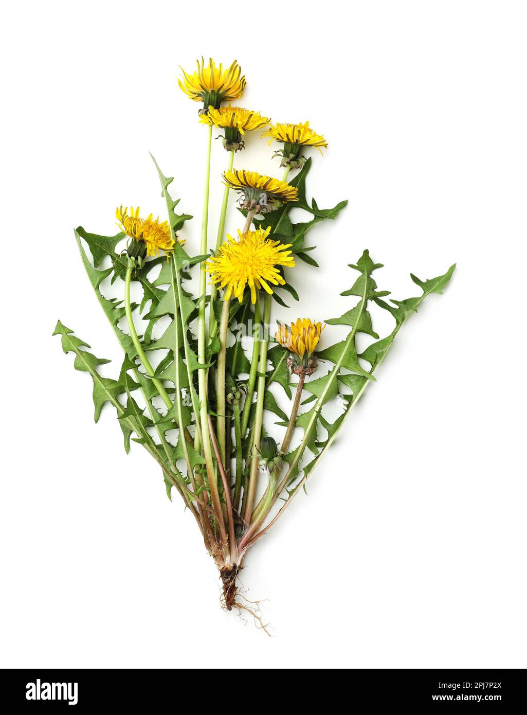 Dandelion top view Cut Out Stock Images & Pictures - Alamy