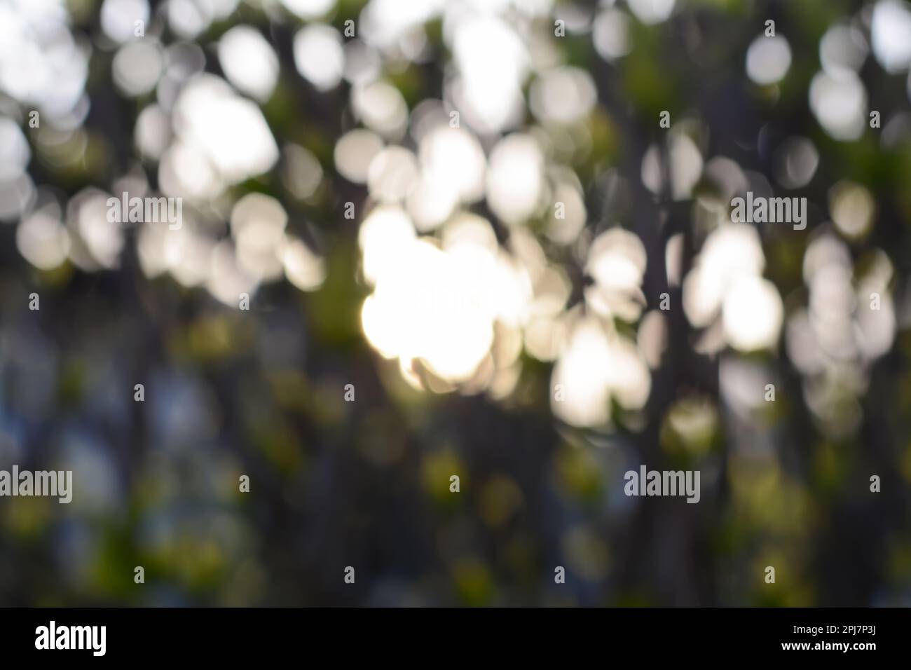 Blurred background sun shining through hi-res stock photography and ...