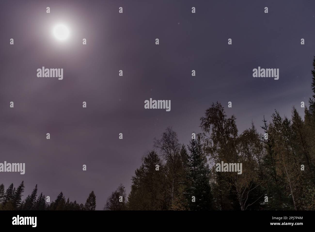 The moon through the clouds and fog illuminates the treetops of the ...