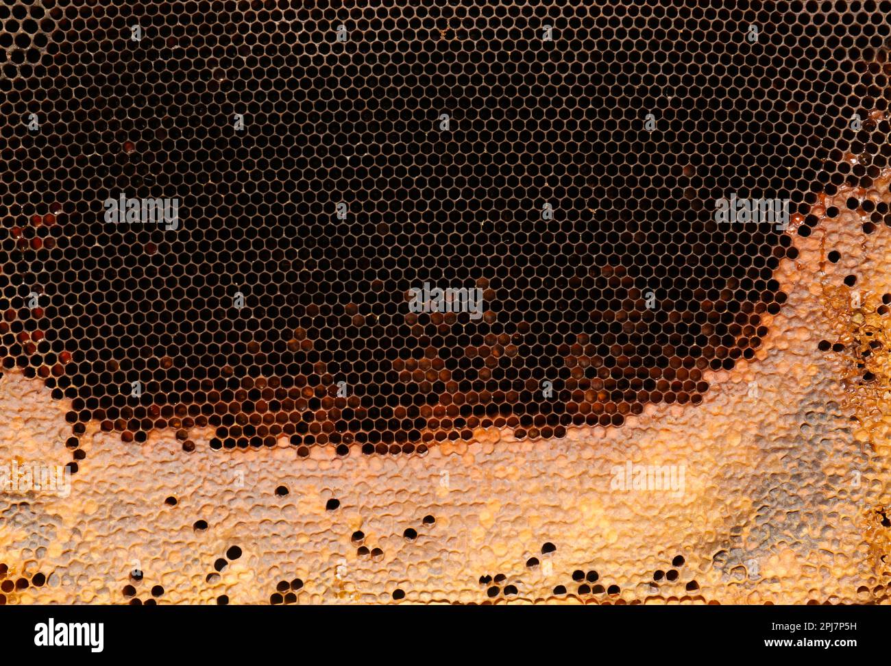 Texture of empty honeycomb as background, top view Stock Photo - Alamy