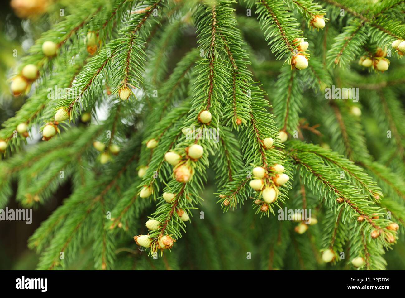 Green branches of beautiful conifer tree with small cones outdoors ...