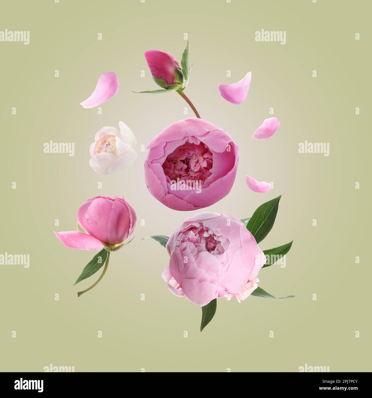 Beautiful peony flowers flying on light background Stock Photo - Alamy