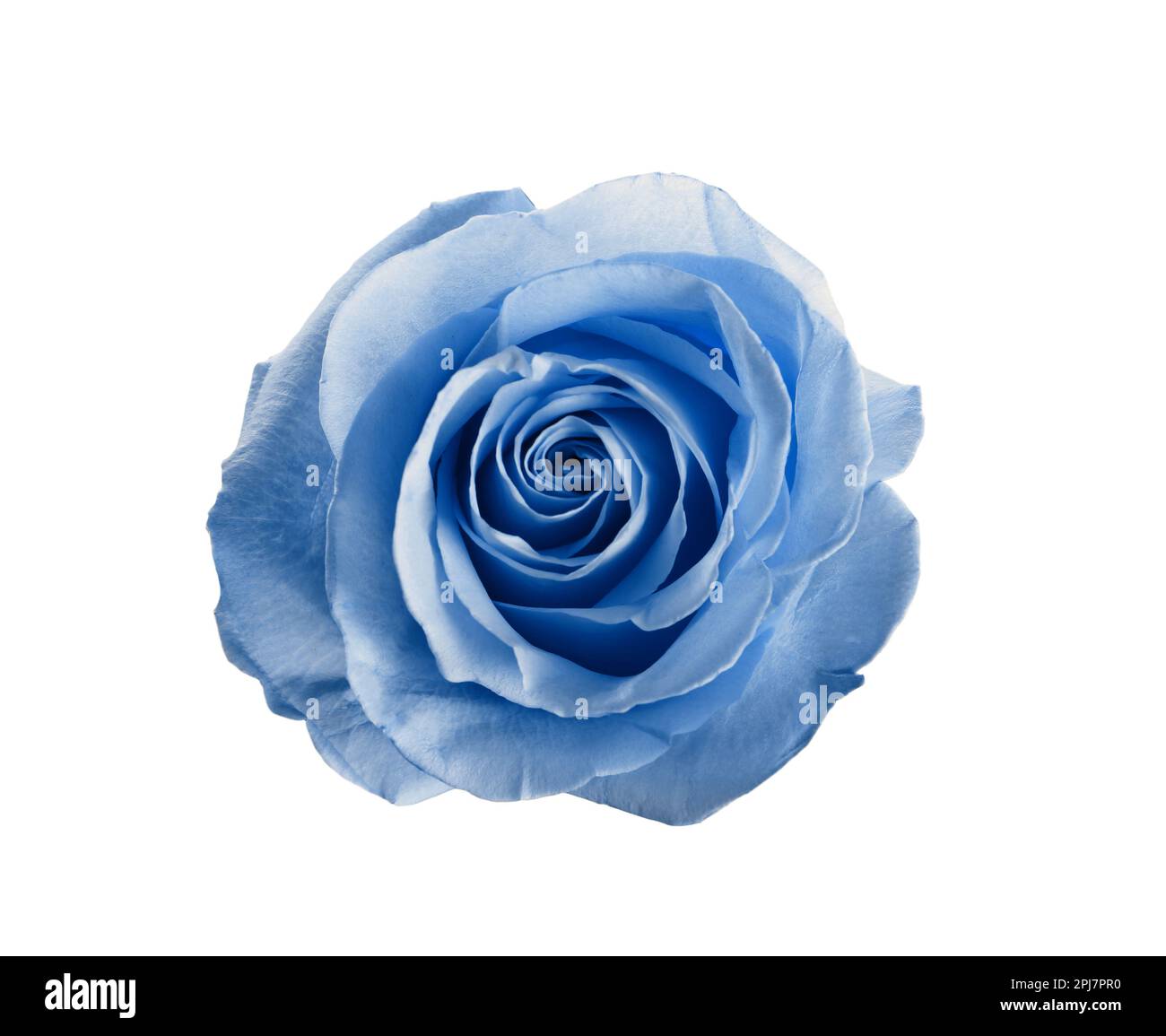 Beautiful blooming light blue rose on white background Stock Photo - Alamy