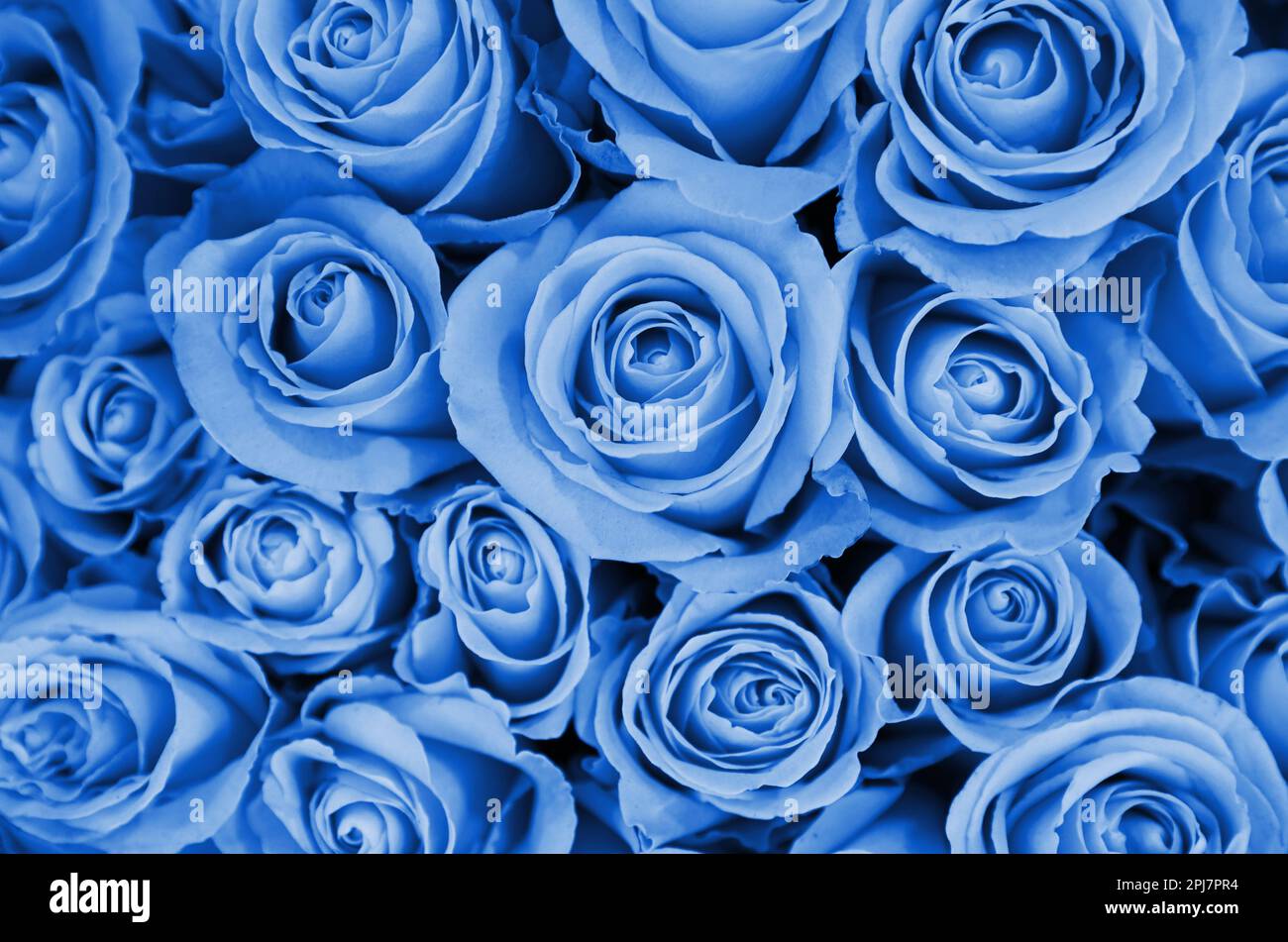 Beautiful fresh light blue roses as background, closeup. Floral decor ...