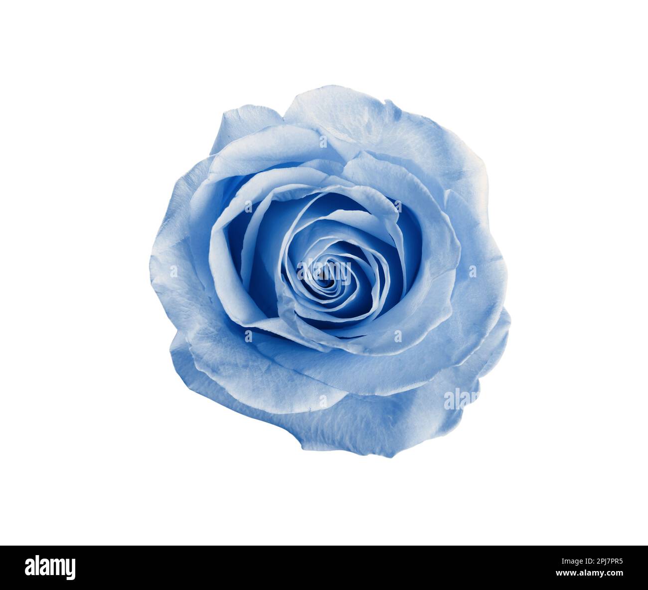 Beautiful blooming light blue rose on white background Stock Photo - Alamy