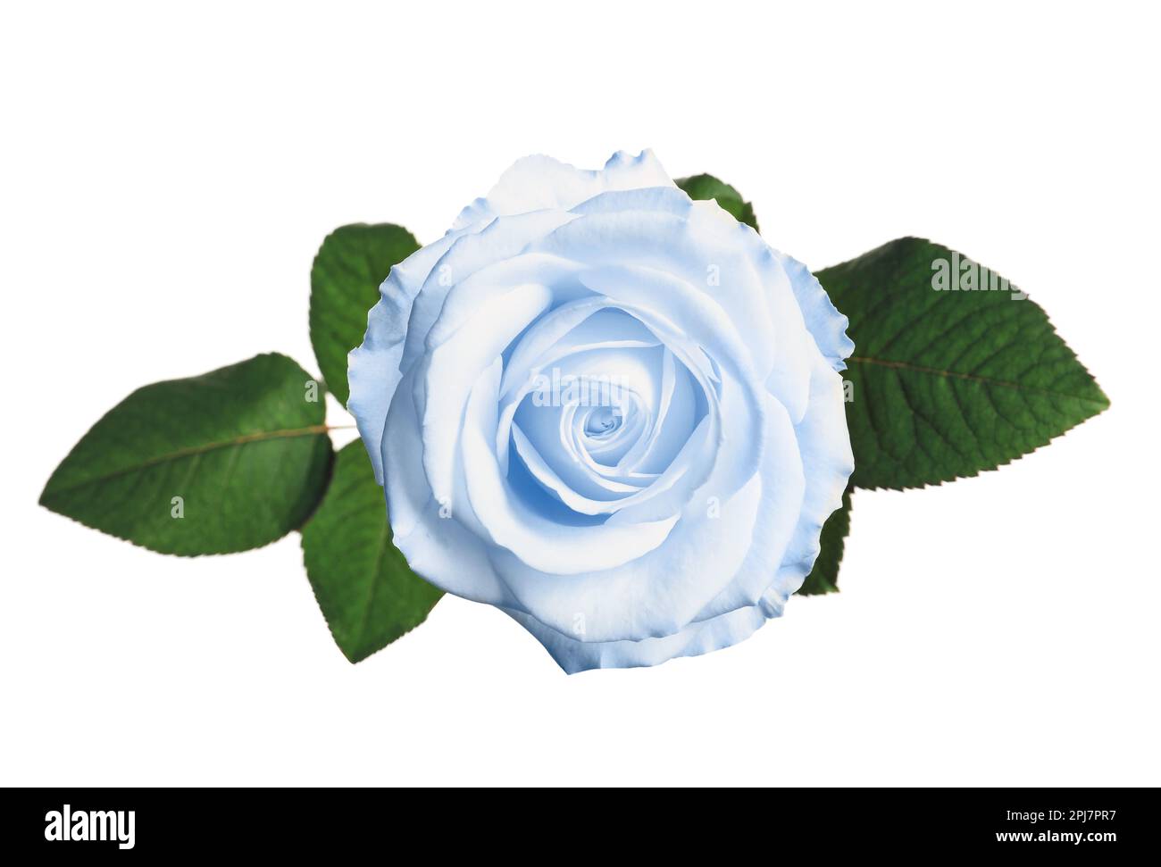 Single Light Blue Rose