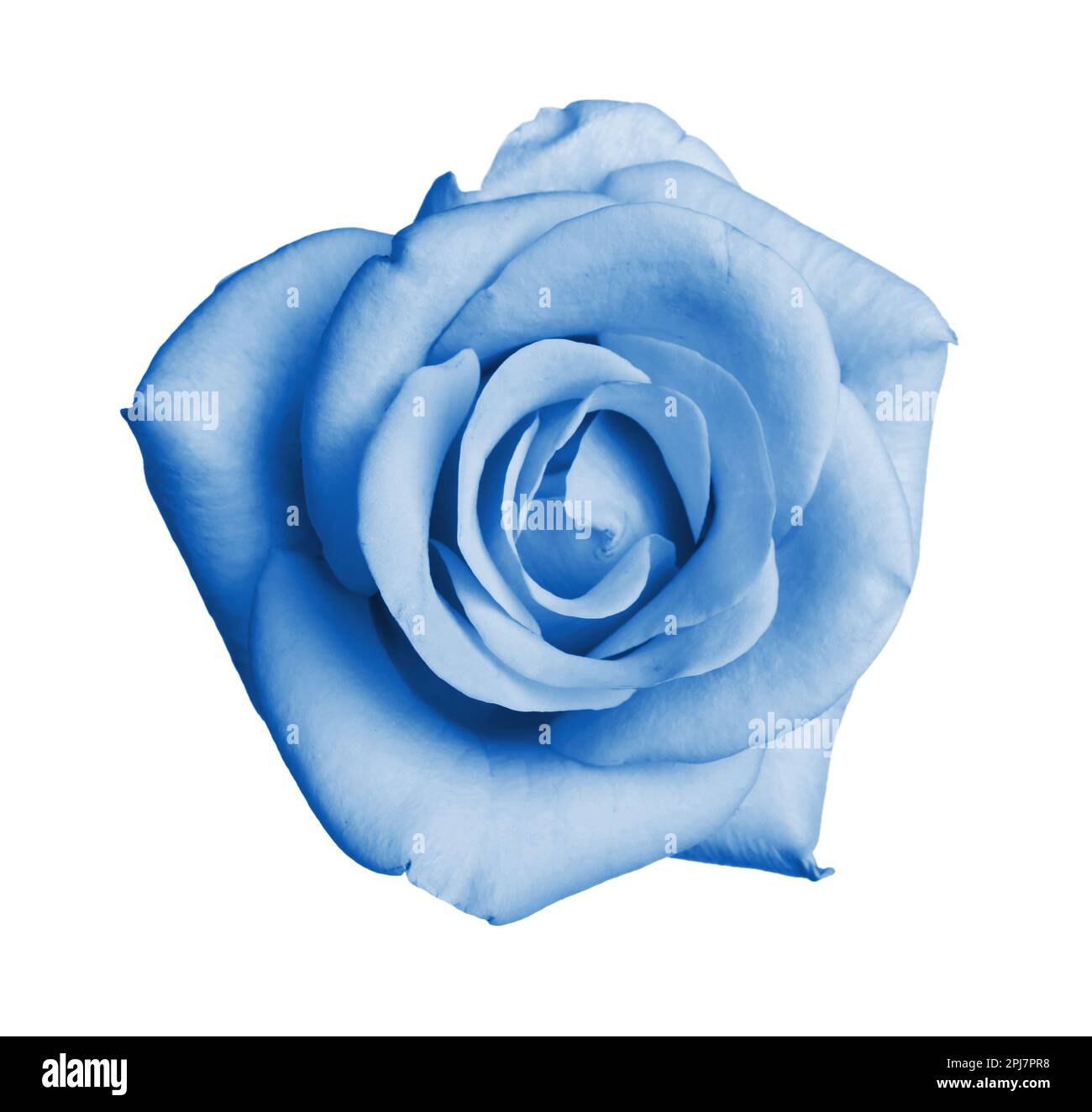 Beautiful blooming light blue rose on white background Stock Photo - Alamy