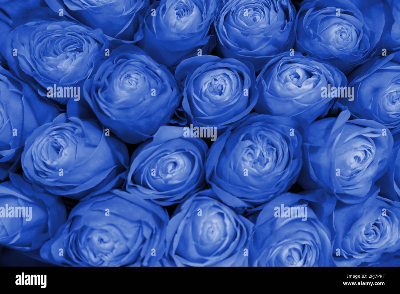 Beautiful fresh light blue roses as background, closeup. Floral decor ...