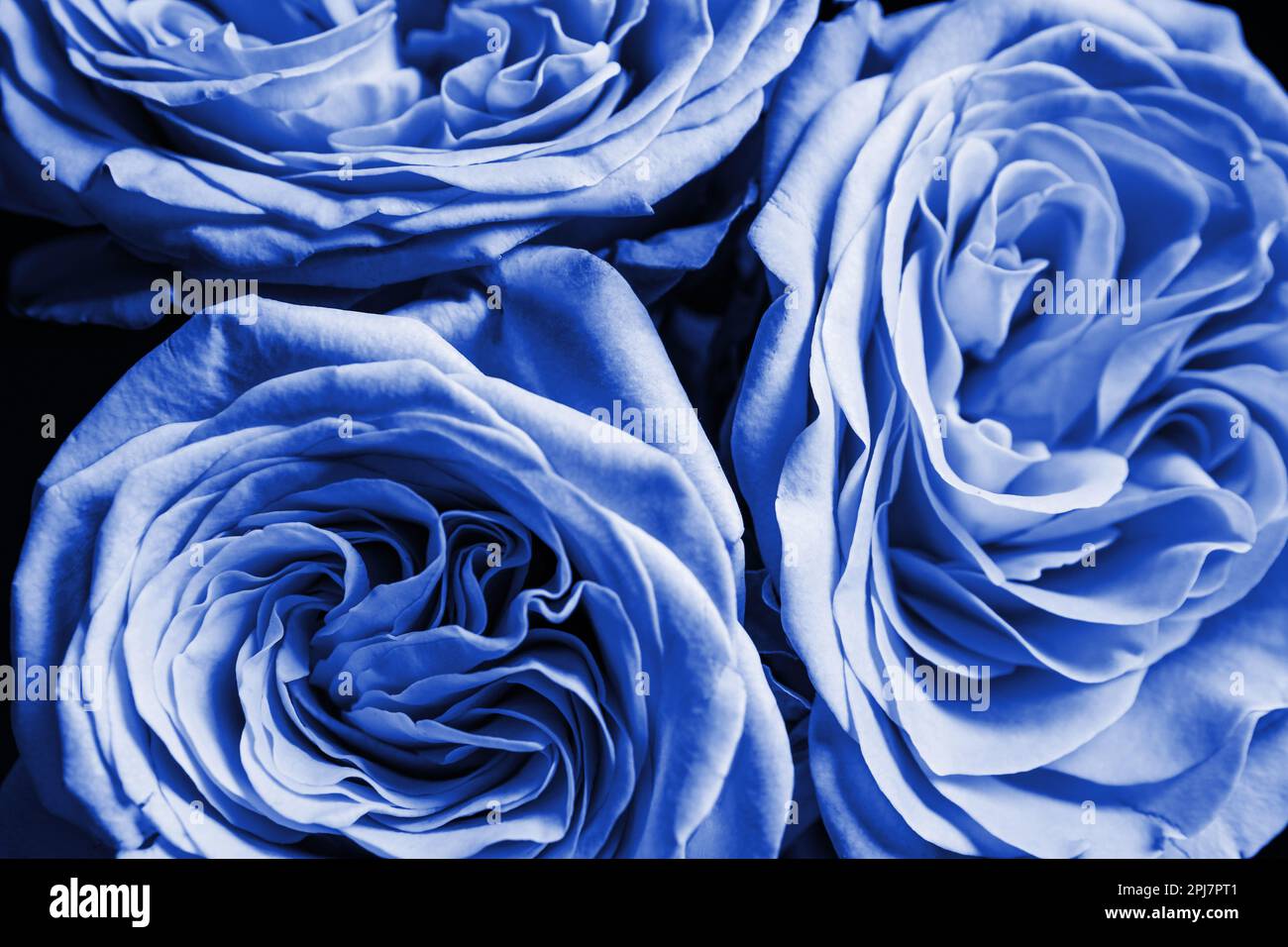 Beautiful fresh light blue roses as background, closeup. Floral decor ...