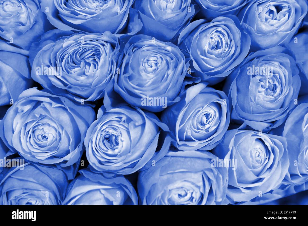 Sky Blue Rose Wallpaper